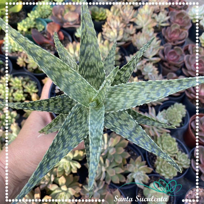 ALOE MOONGLOW – PT 09 cm - Santa Suculenta