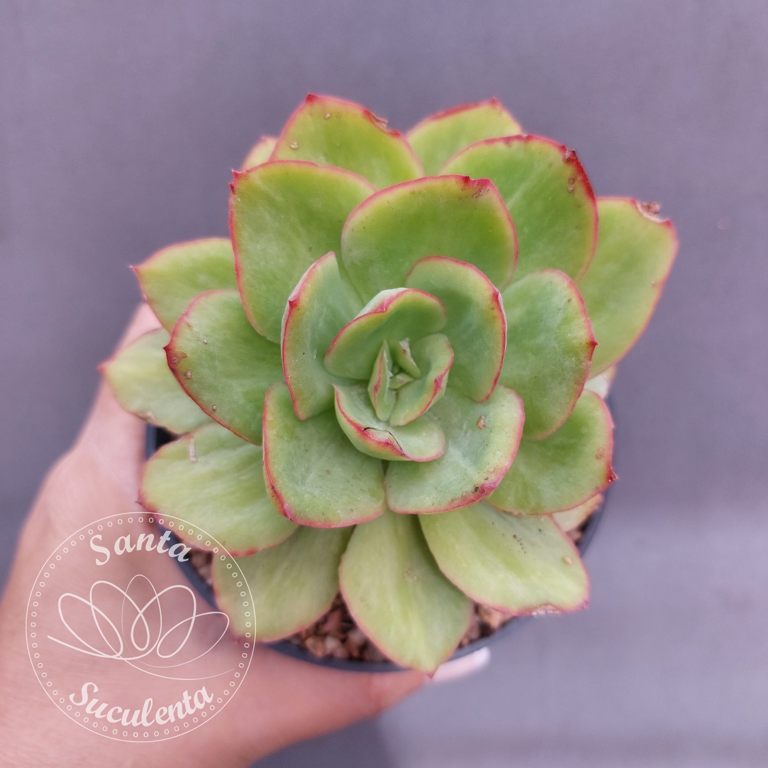 ECHEVERIA LAWRENCE PT 11 Cm Santa Suculenta echeveria-lawrence-pt-11-cm-santa-suculenta
