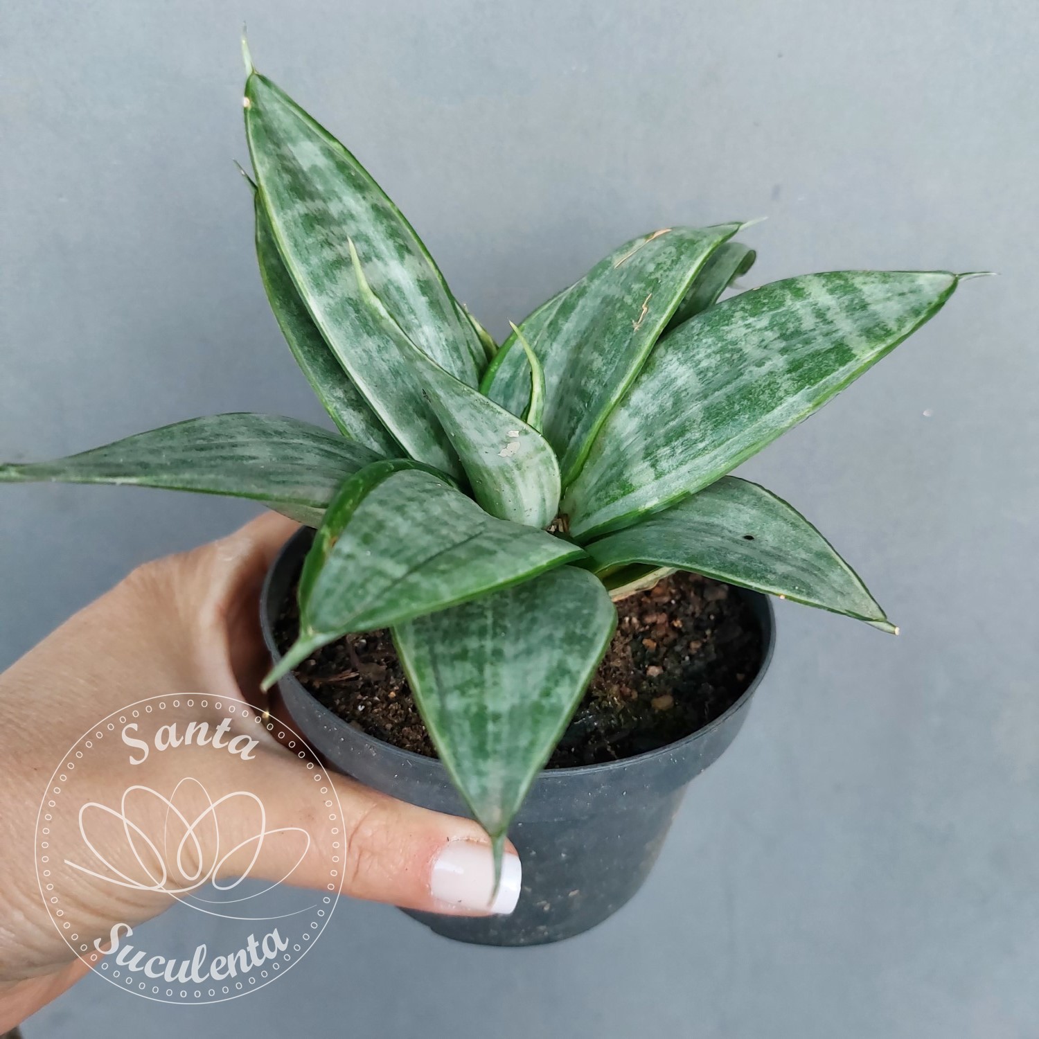 SANSEVIERIA MINI TRIFASCIATA HAHNII SILVER FOST – PT 11 cm - Santa ...