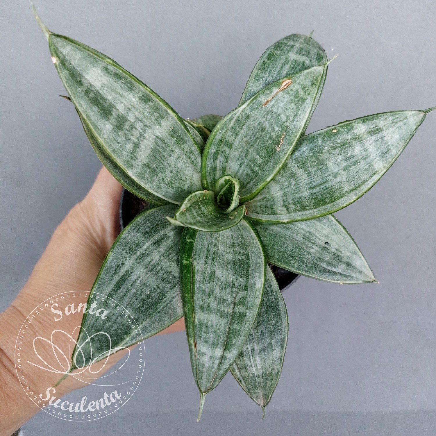 SANSEVIERIA MINI TRIFASCIATA HAHNII SILVER FOST – PT 11 cm - Santa ...